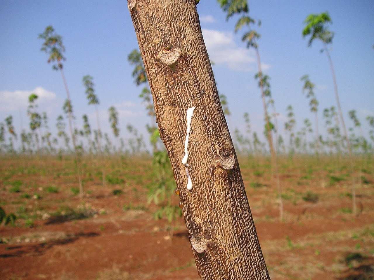 Vietnam Stock Reviews: Vietnam Rubber Group